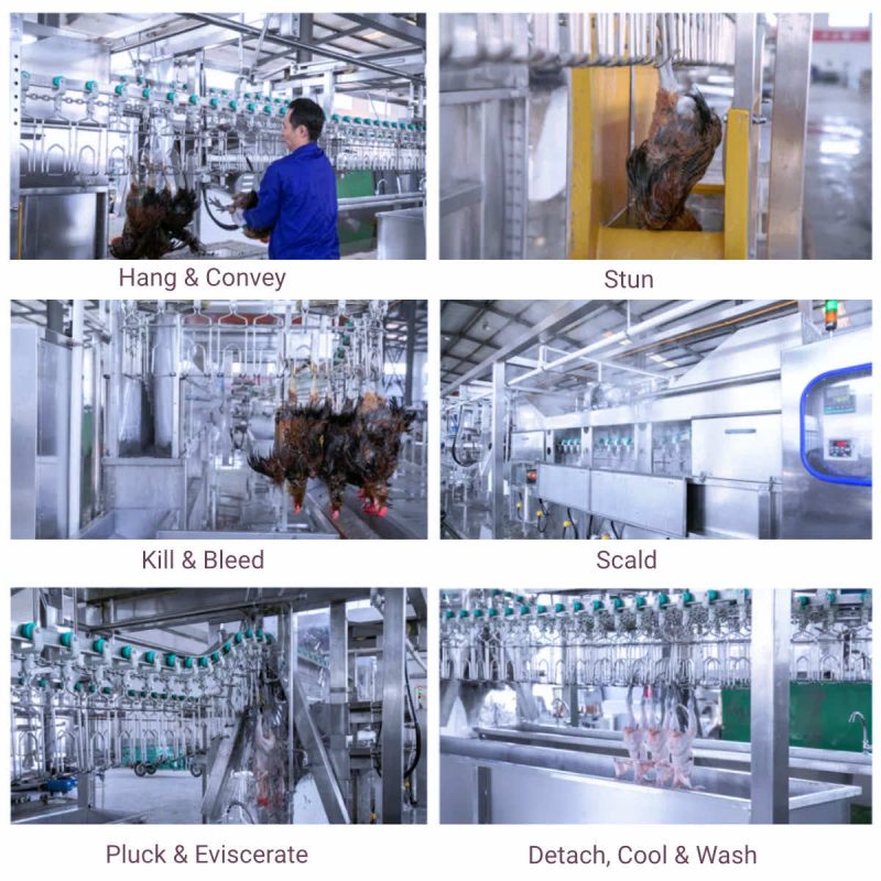 Compact Mobile Abattoir 300-800bph - Best Mate Equipment Supplier